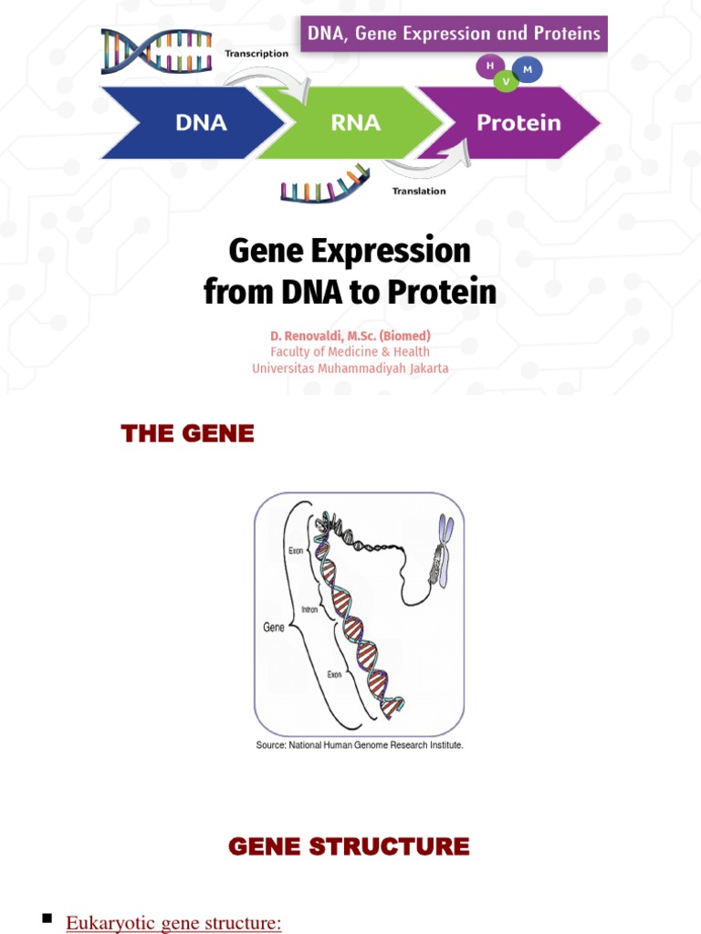 Gene Expression | PDF