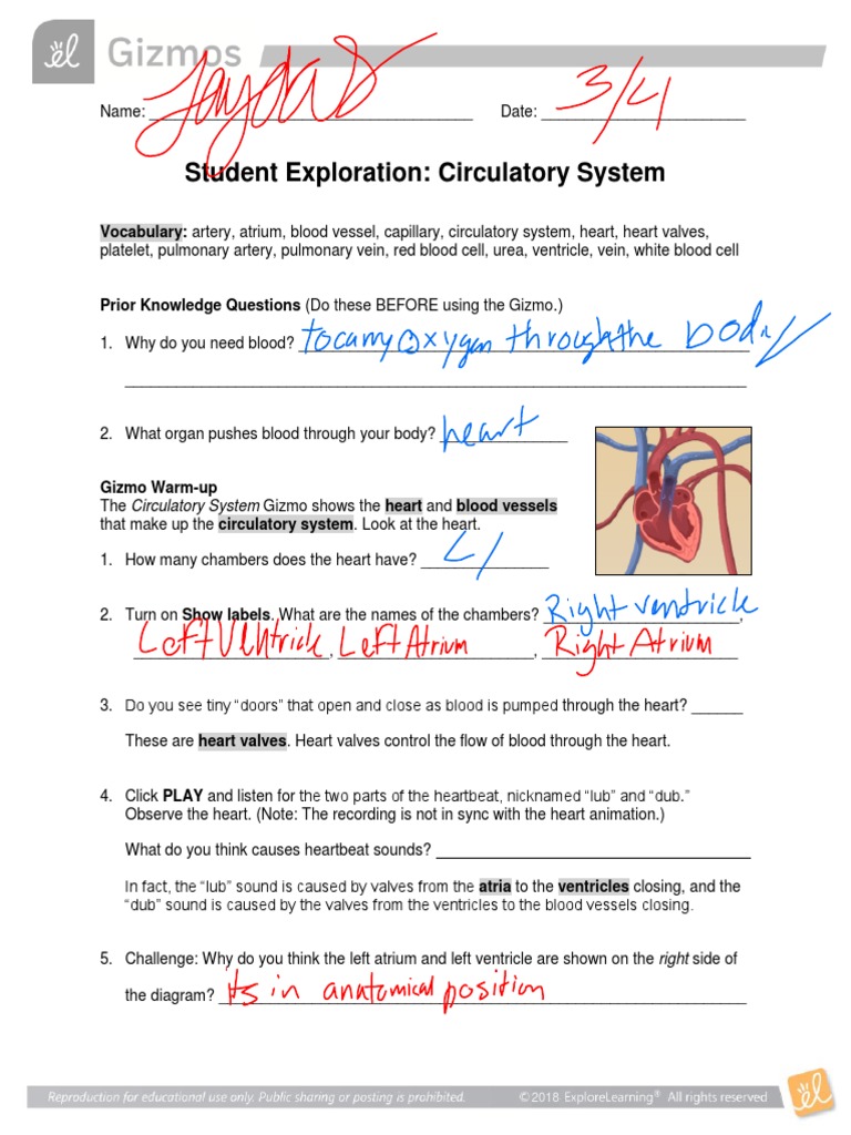 Jaidyn Smith - GizmoCirculatoryAnswerSheet | PDF | Blood Vessel | Heart