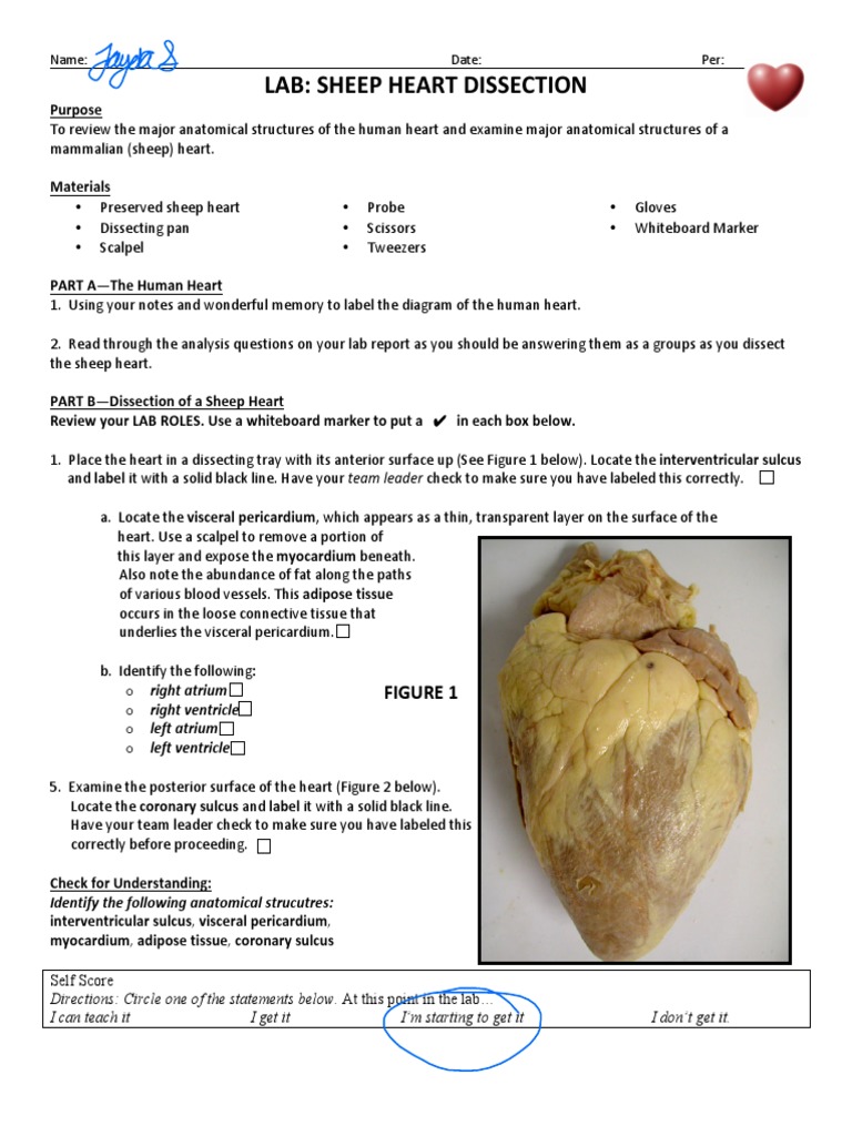 Jaidyn Smith - Lab Heart Dissection Edited | PDF