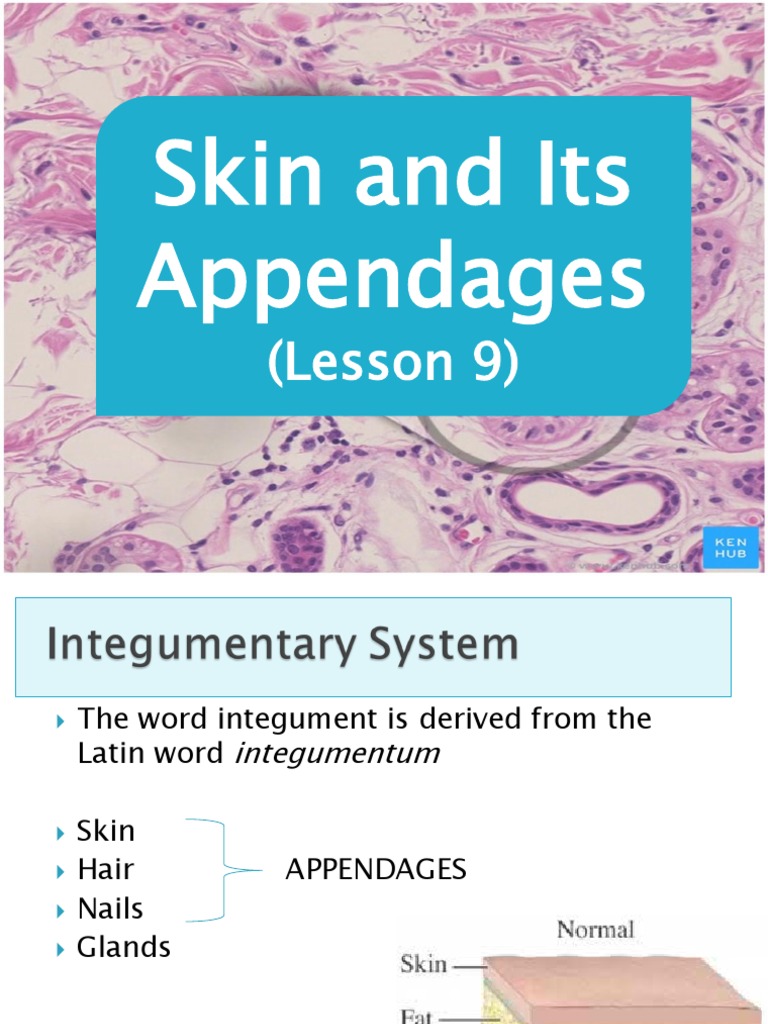 09 - Skin and Its Appendages | PDF | Skin | Nail (Anatomy)