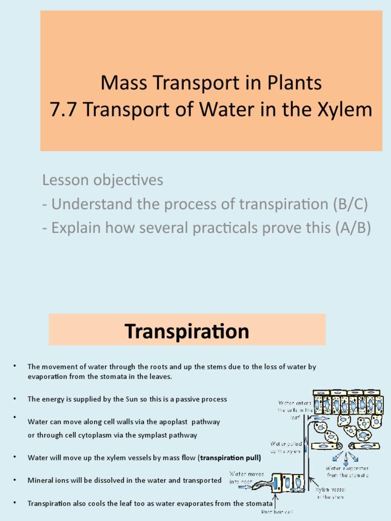 Mass Transport in Plants 7.7 Transport of Water in The Xylem | PDF ...
