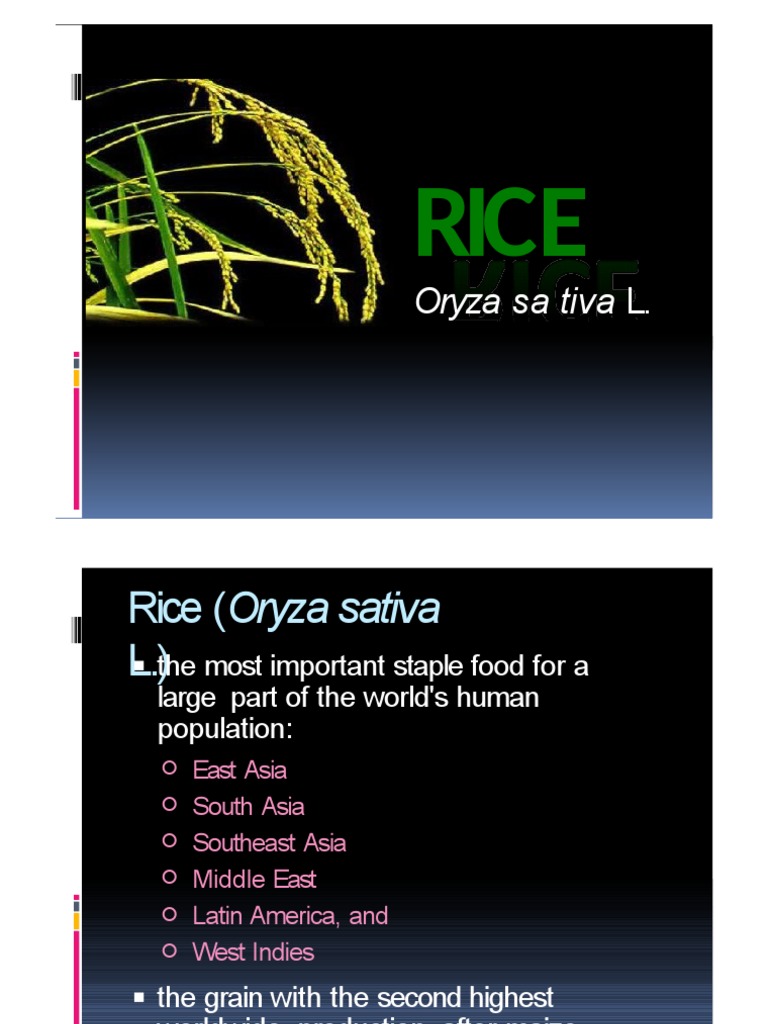 Rice Origin and Morphology | PDF | Rice | Leaf