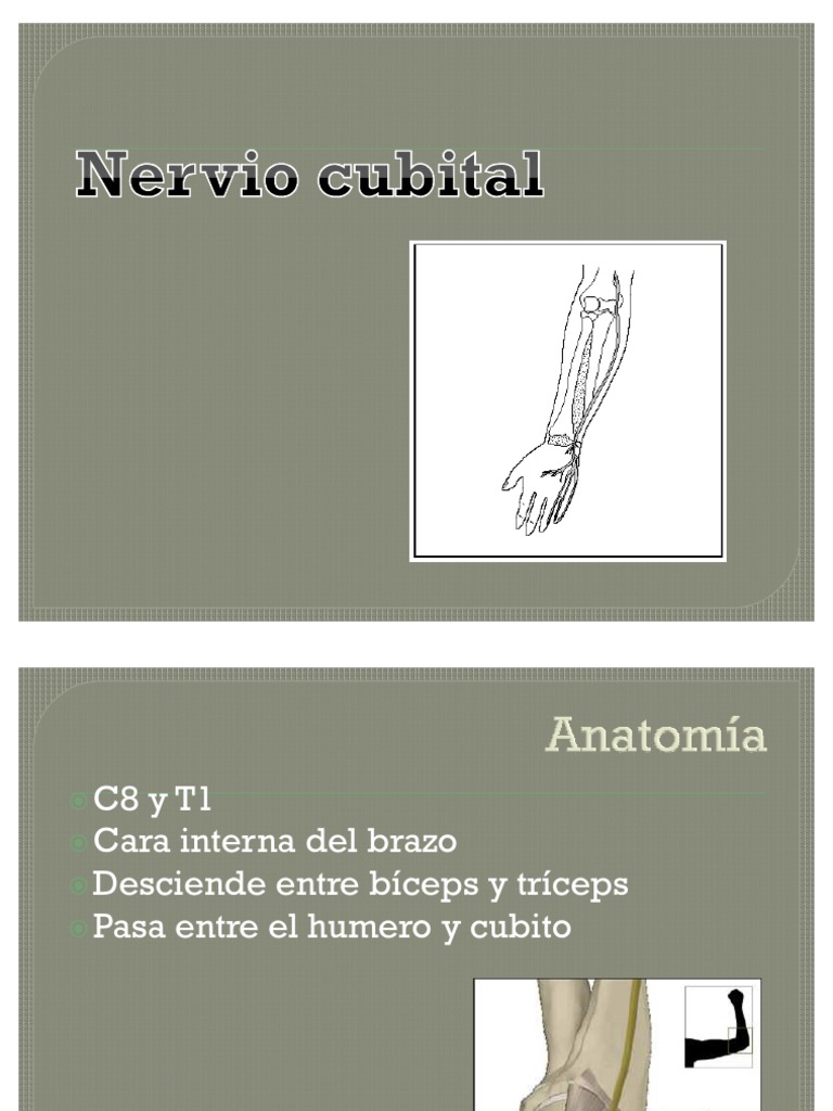 Nervio Cubital | PDF | Viajes y turismo
