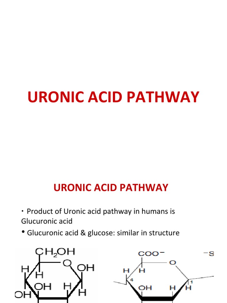 12 Uronic Acid Pathway | PDF | Biochemistry | Chemistry