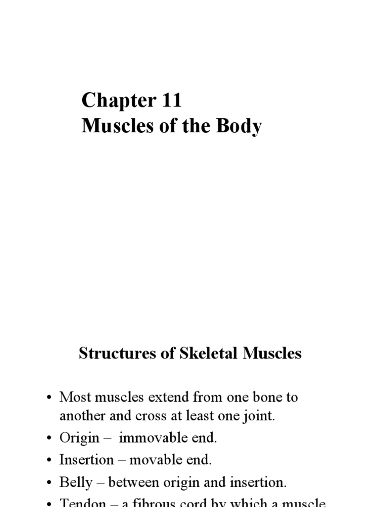 Class 5 Muscles 1 | PDF | Primate Anatomy | Dance Science