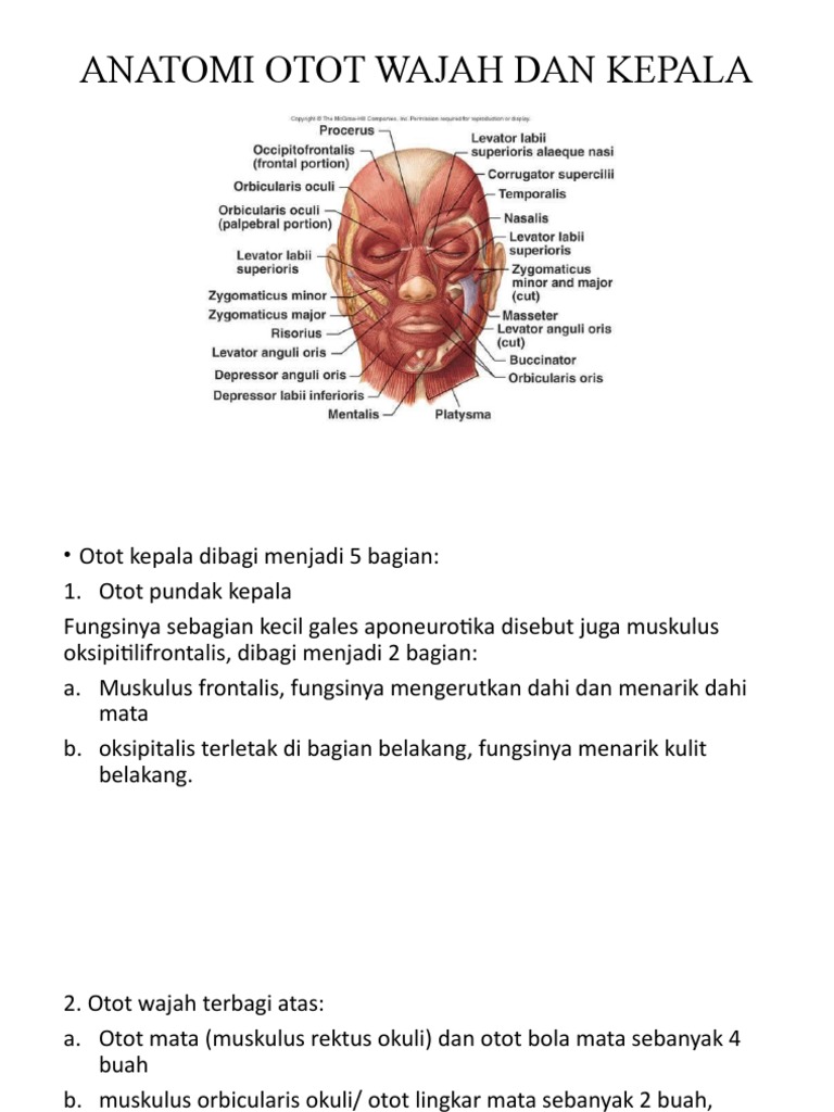 Otot Kepala Dan Wajah | PDF