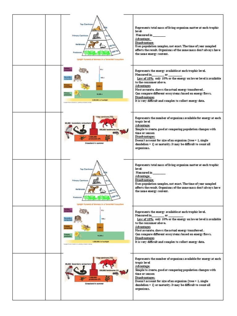 3 Types of Energy Pyramids in | PDF | Science & Mathematics
