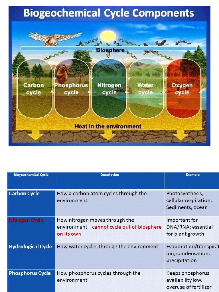 Biogeochemical Cycles Overview | PDF | Water Cycle | Carbon Cycle