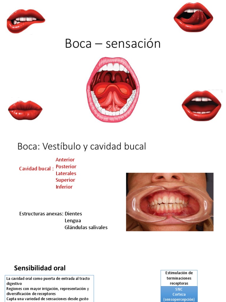Boca - Sensación | PDF | Sistema somatosensorial | Lengua
