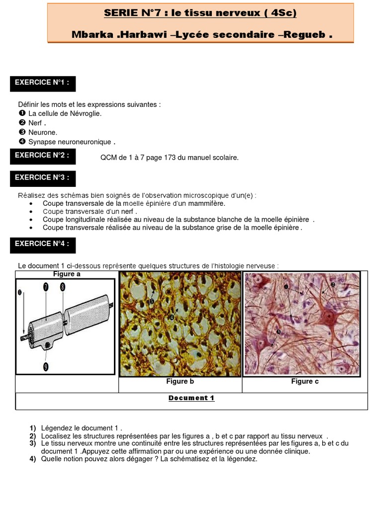 Série Dexercices SVT Le Tissu Nerveux Bac Sciences Exp 2017 2018 ...