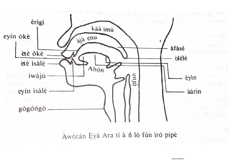 Àwòrán Eya Ara Ifo | PDF