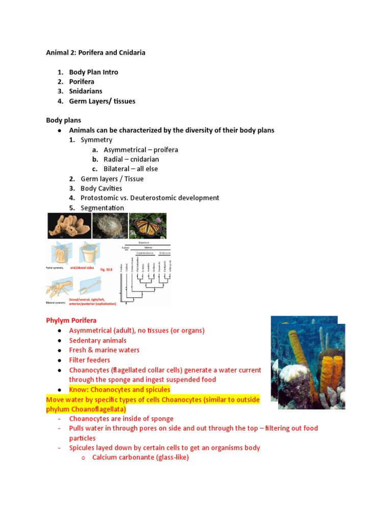 2 Animal 2 - Porifera and Cnidaria | PDF