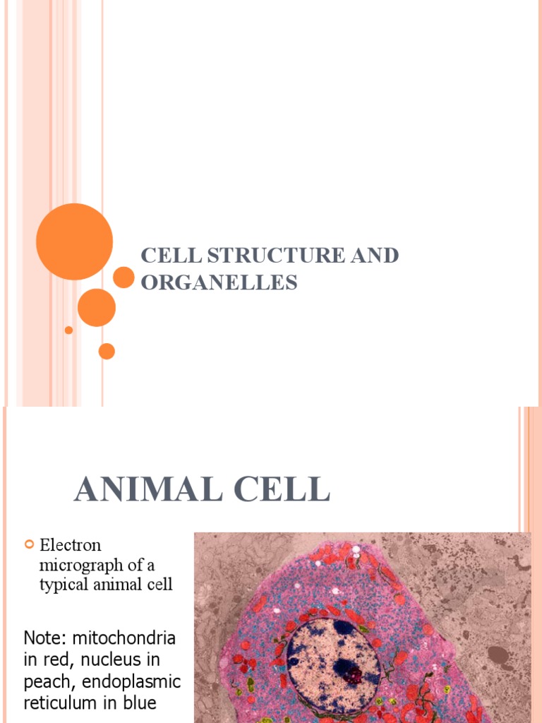 Cell Structure And Organelles Pdf Endoplasmic Reticulum Cell