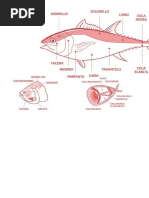 Anatomía y Fisiología de Los Peces Teleósteos | PDF | Vena | Pescado