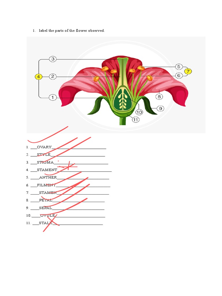 Edited - FLOWERS WORKSHEET | PDF | Flowers | Branches Of Botany