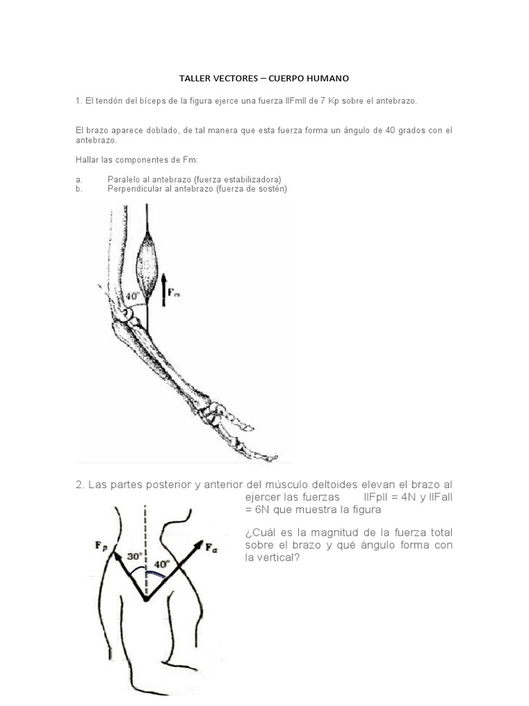 Taller Vectores - Cuerpo Humano | PDF