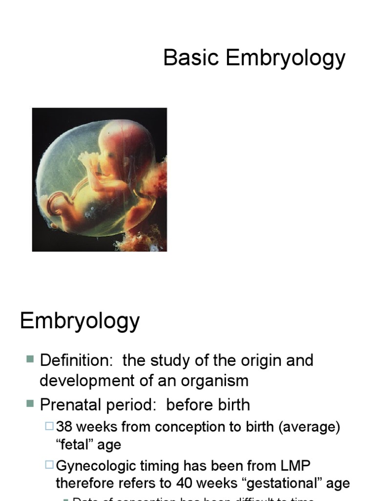 Basic Embryology | PDF