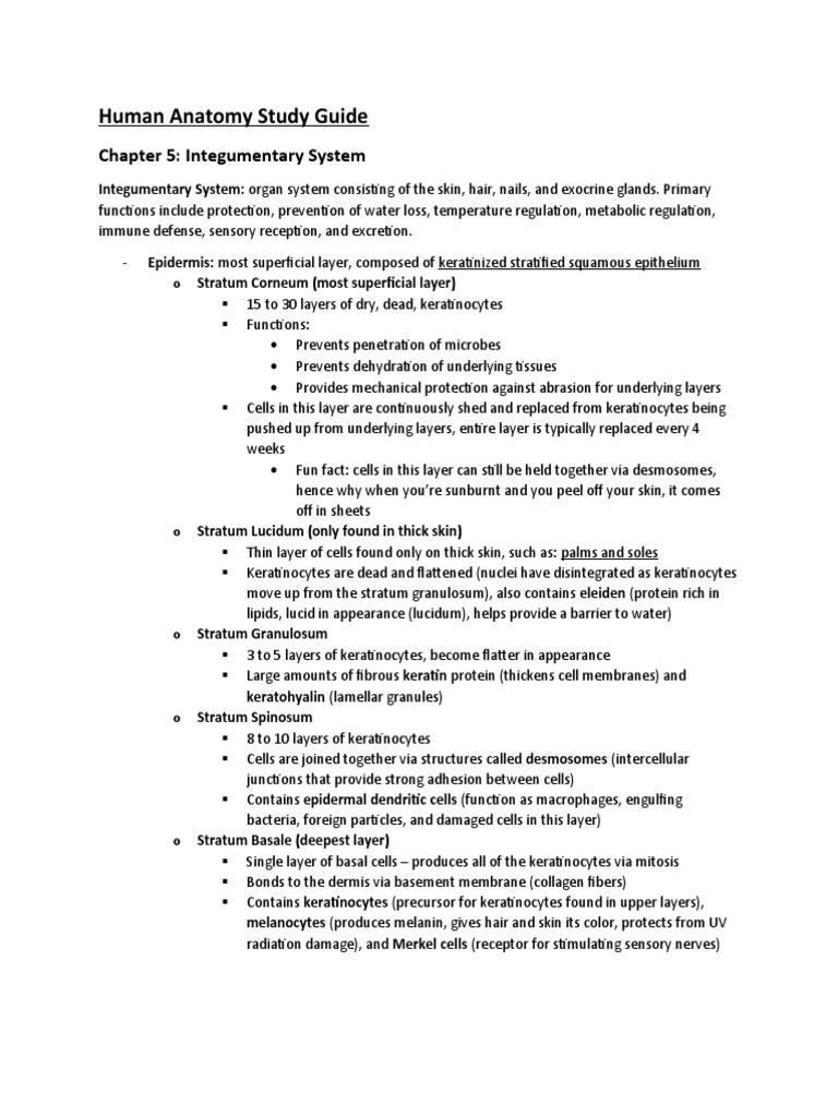 Chapter 5 Integumentary Study Guide | PDF | Skin | Epidermis