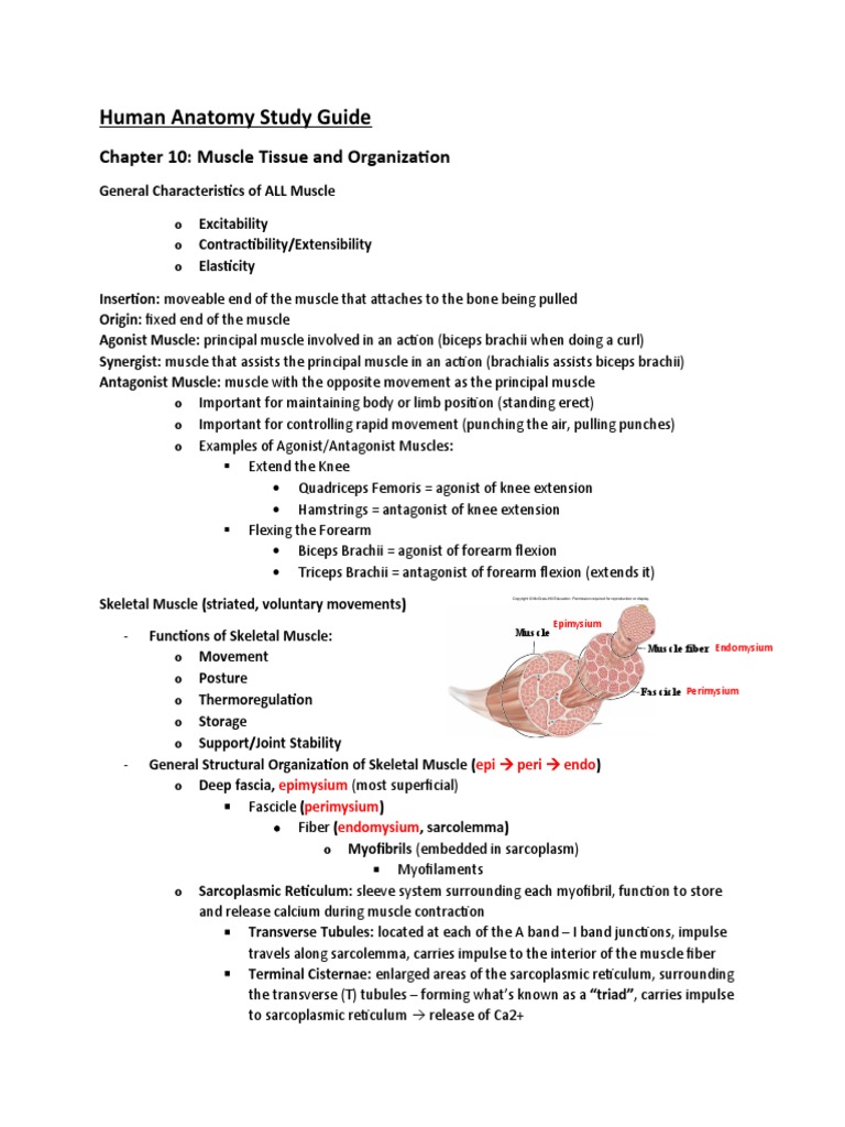 Human Anatomy Study Guide: Chapter 10: Muscle Tissue and Organization ...