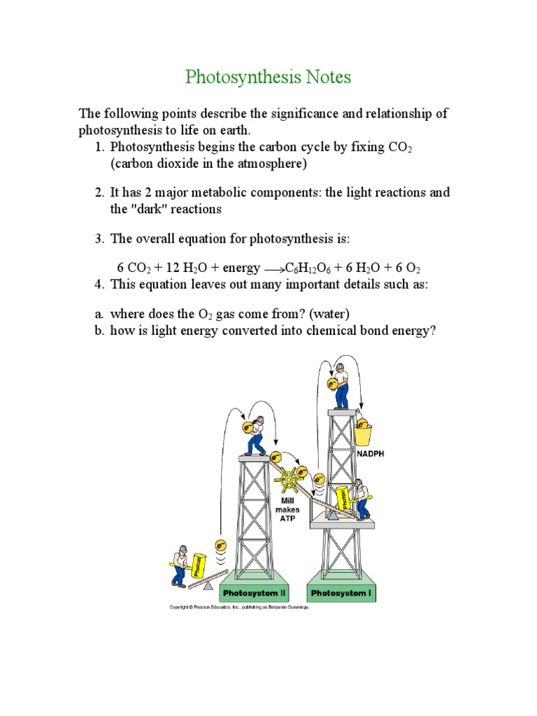 Chapter 10 Notes | PDF | Photosynthesis | Chlorophyll