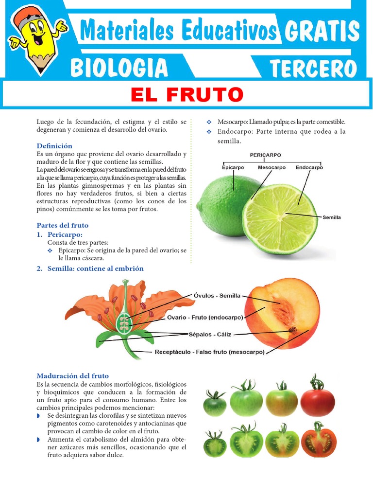 Partes y funciones del fruto para niños | PDF | Fruta | Morfología Vegetal