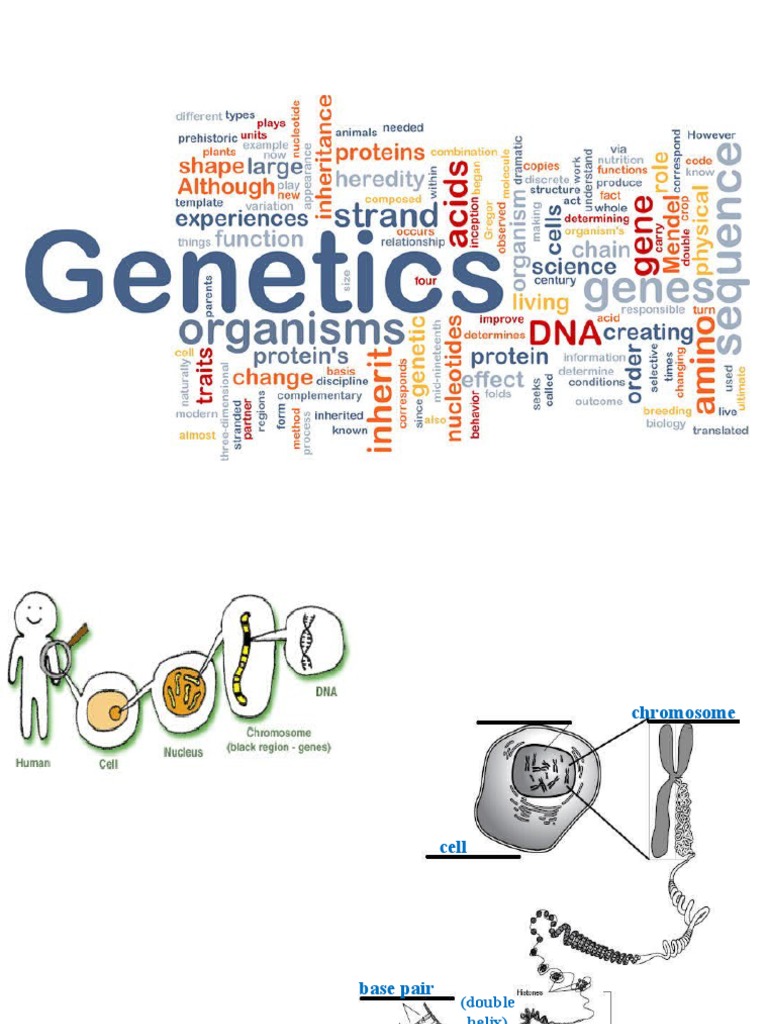 Lecture Mendelian Genetics | PDF | Allele | Zygosity