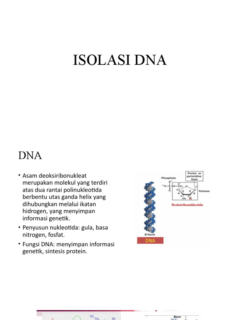 Isolasi DNA dari Limpa Sapi | PDF