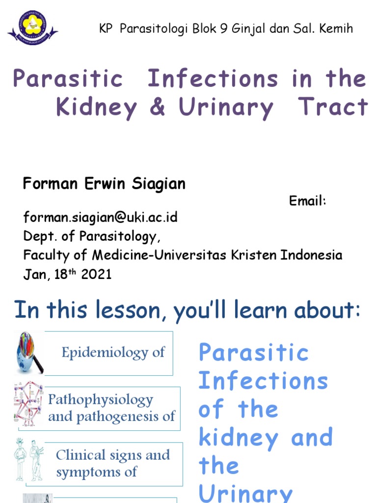 Infeksi Parasitik Pada Sistem Ginjal Dan Saluran Kemih Dr. Erwin | PDF ...