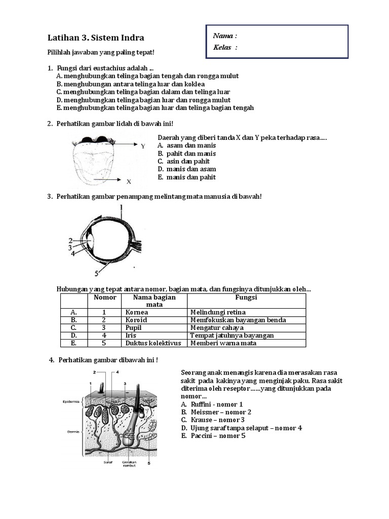 Latihan 3 - Sistem Indra | PDF