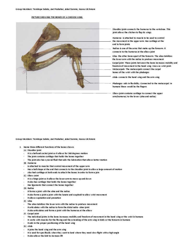 Chicken Bone-Bio GW | PDF | Hand | Arm