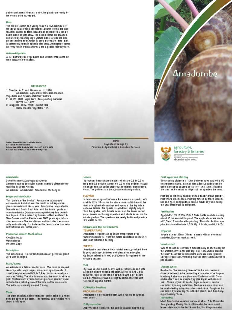 Amadumbe 1 | PDF | Branches Of Botany | Horticulture And Gardening
