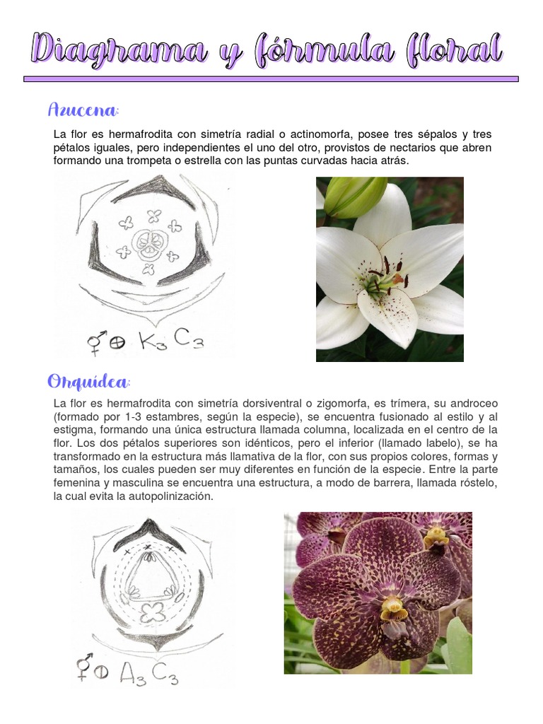 Diagrama y Fórmula Floral | PDF | Flores | Reproducción de plantas