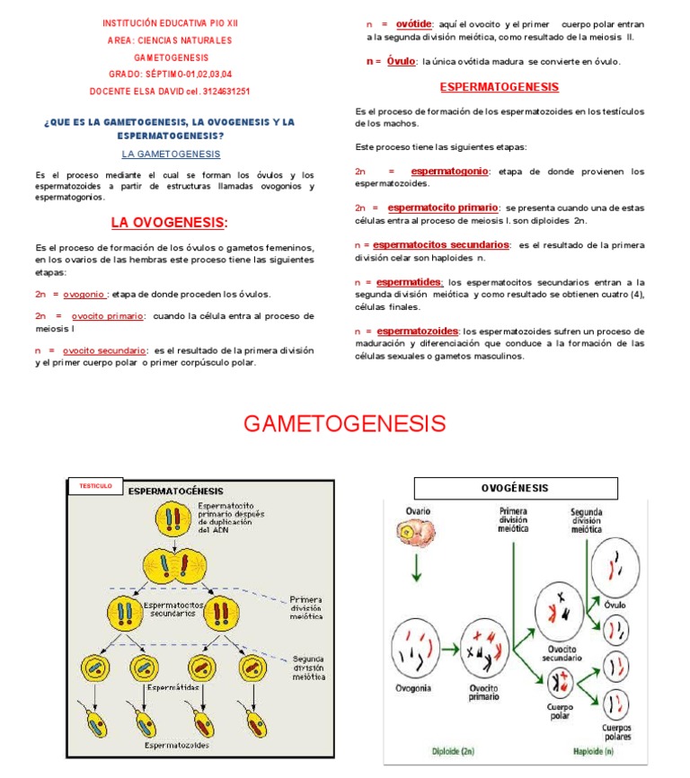 La Gametogenesis 7° 2021 | PDF | Mitosis | Anatomia animal