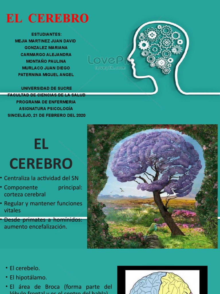 Exposicion El Cerebro | Descargar gratis PDF | Cerebro | Neocortex