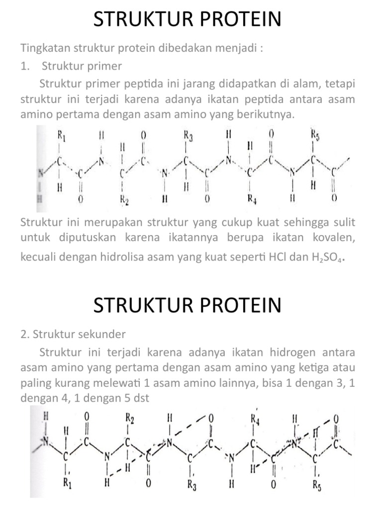 Struktur Protein | PDF