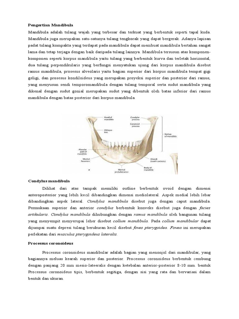 Pengertian, Processus, Dan Condilus Mandibula | PDF