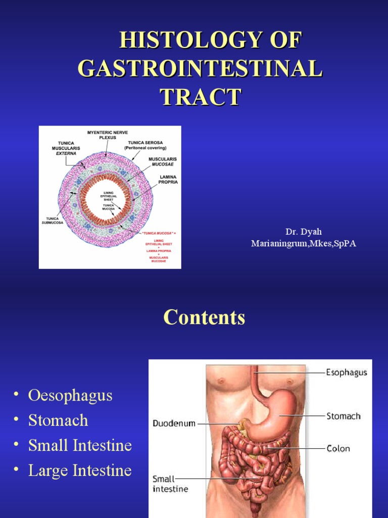 Histology of The Digestive System | PDF | Stomach | Gastrointestinal Tract