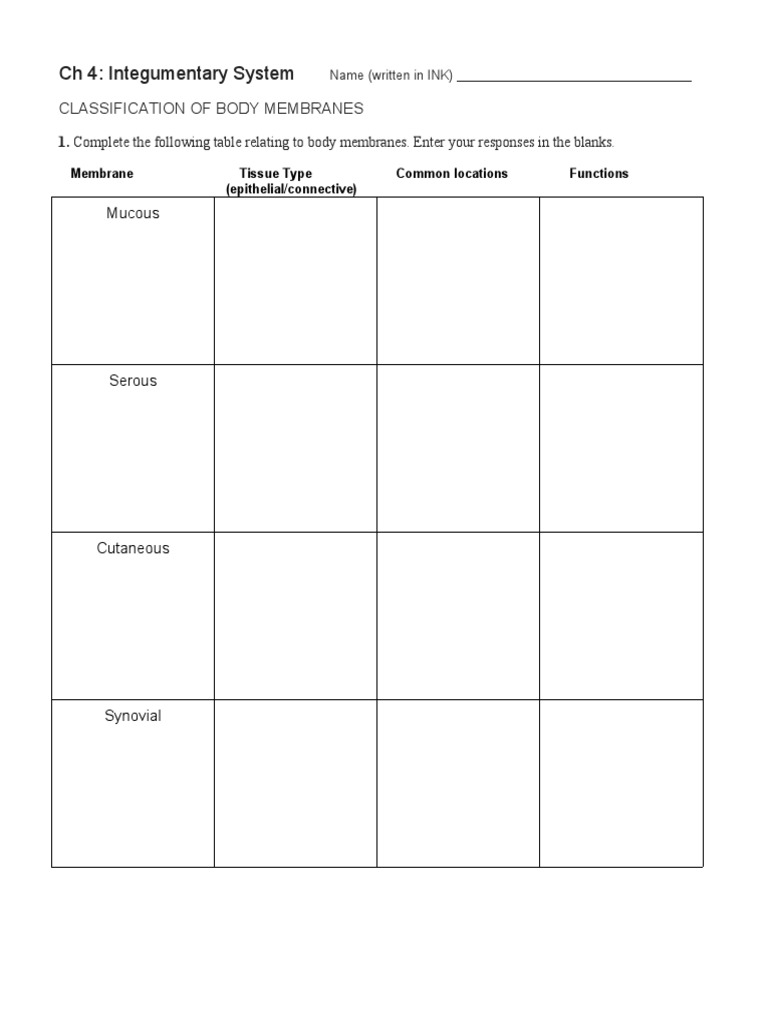 Integumentary System Coloring Guide | PDF | Skin | Epidermis
