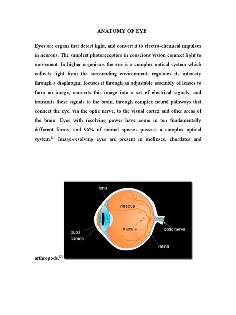Anatomy of Eye | PDF | Eye | Ophthalmology
