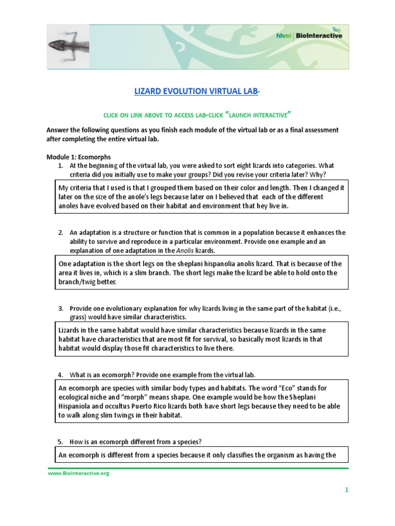 04 PAK 09 Lab 1 - Lizard Evolution | PDF | Phylogenetic Tree | Species