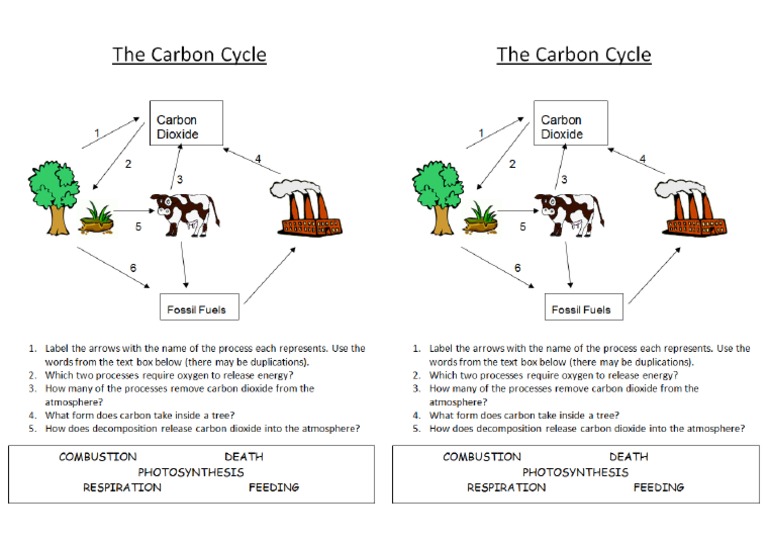 Carbon Cycle Diagram - Fill in | PDF