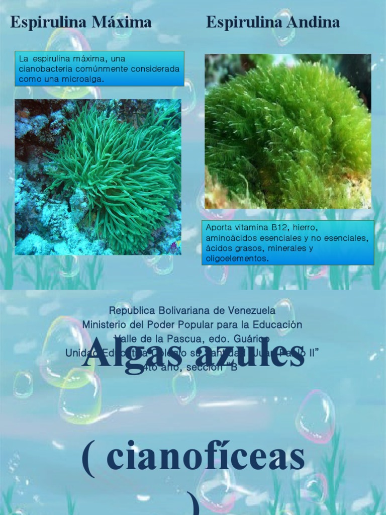 Algas Azules | PDF | Cianobacterias | Organismos