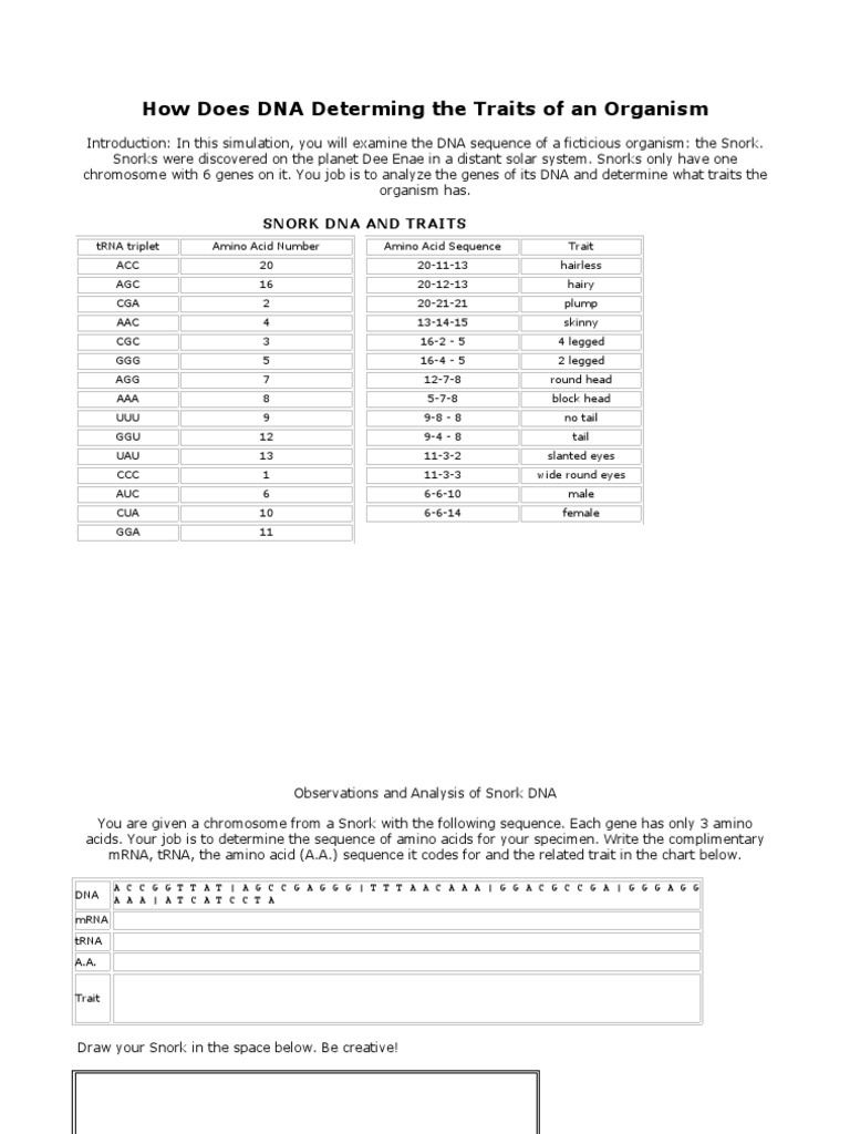 How Does DNA Determing The Traits of An Organism | PDF