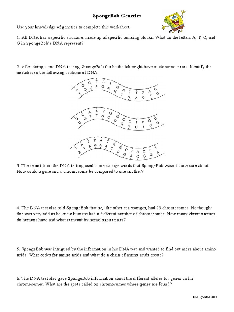 SpongeBob Genetics Worksheet Guide | PDF | Zygosity | Genotype