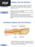 Anatomía de la Arteria Pedia del Pie | PDF | Pie | Dedo del pie
