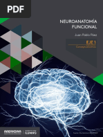 Núcleos del Rafe: Anatomía y Funciones | PDF | Serotonina | Hipotálamo