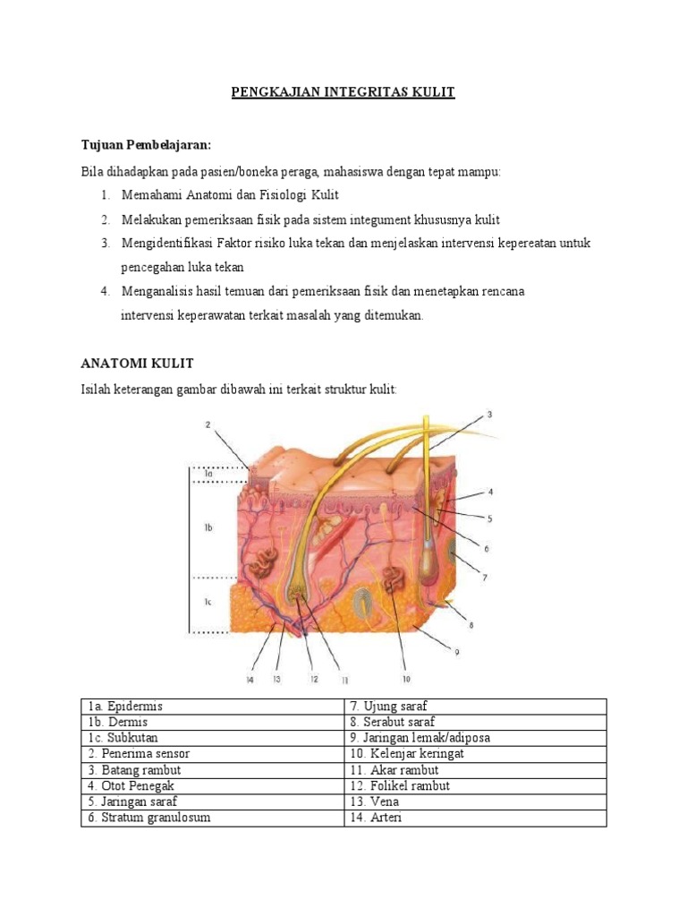 Anatomi Kulit | PDF