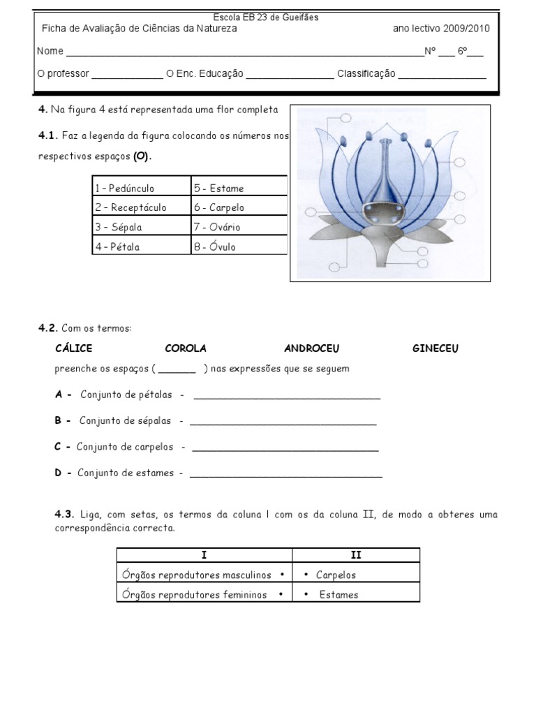 Legenda de Flor Completa e Avaliação | PDF