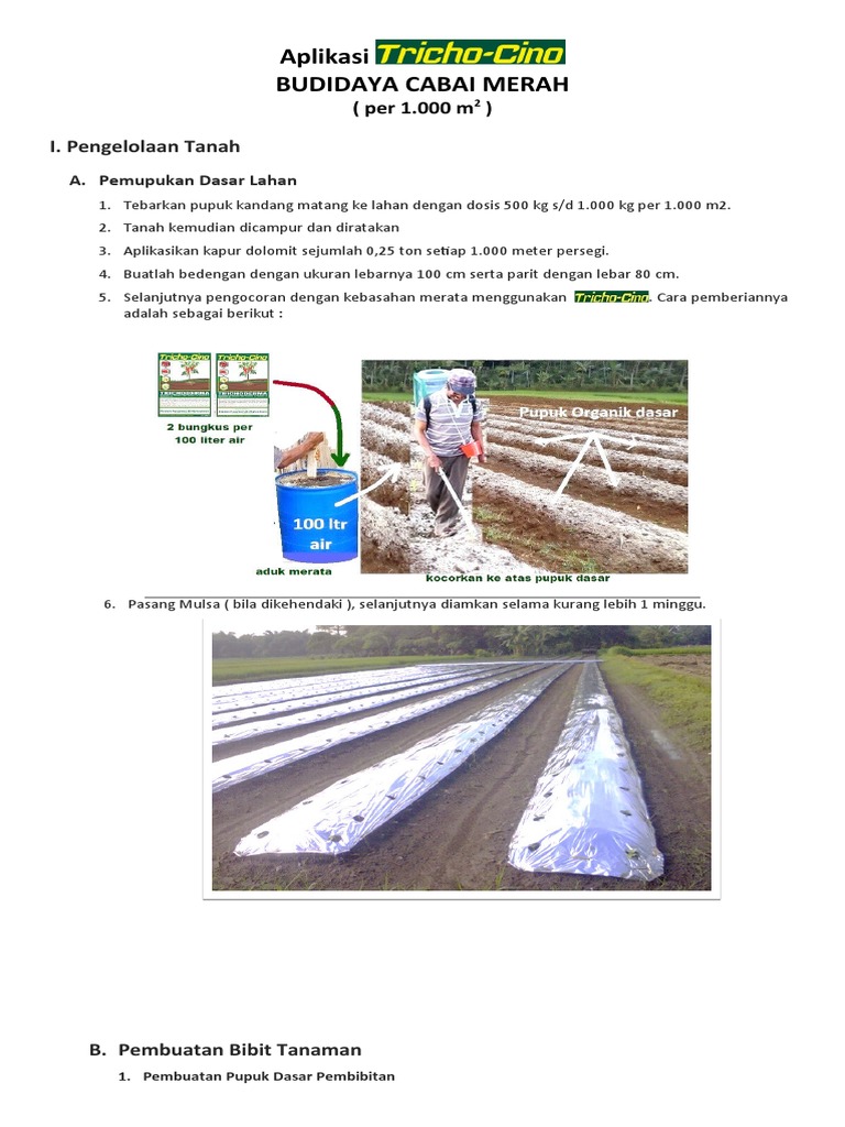 Budidaya Cabai Merah Tricho Cino | PDF | Griya & Taman