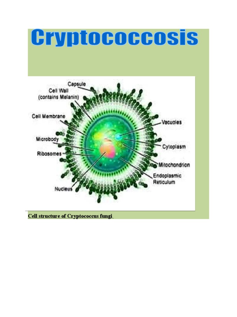 Cell Structure of Cryptococcus Fungi | PDF | Immune System | Macrophage